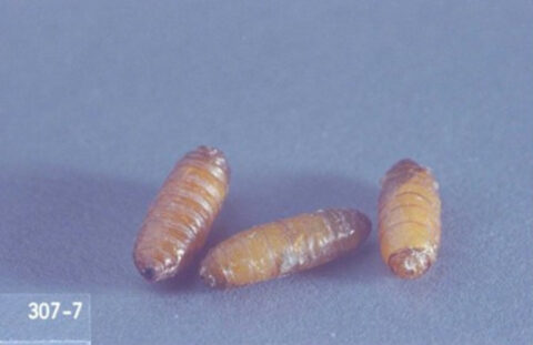 Sugarbeet root maggot - Agricultural Biology