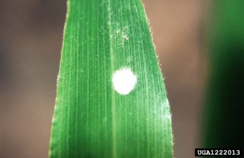 Armyworms - Agricultural Biology