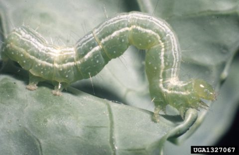 Cabbage looper - Agricultural Biology