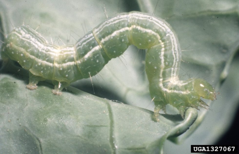 Cabbage looper - Agricultural Biology