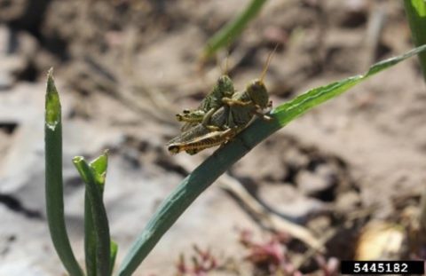 Grasshoppers in vegetables - Agricultural Biology