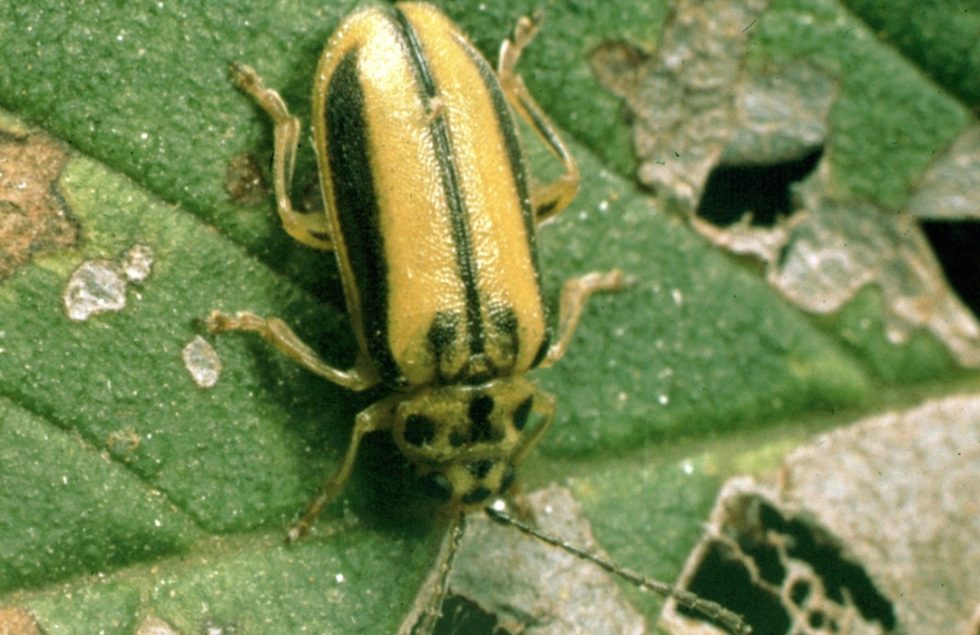 Elm leaf beetle - Agricultural Biology