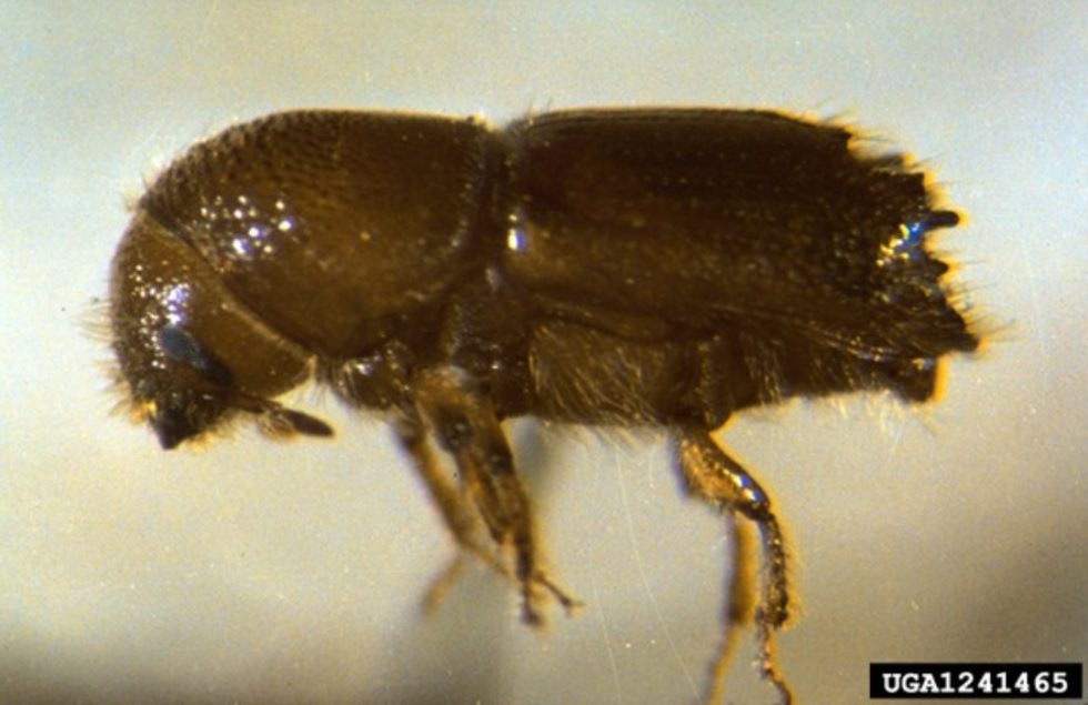 Ips beetles - Agricultural Biology