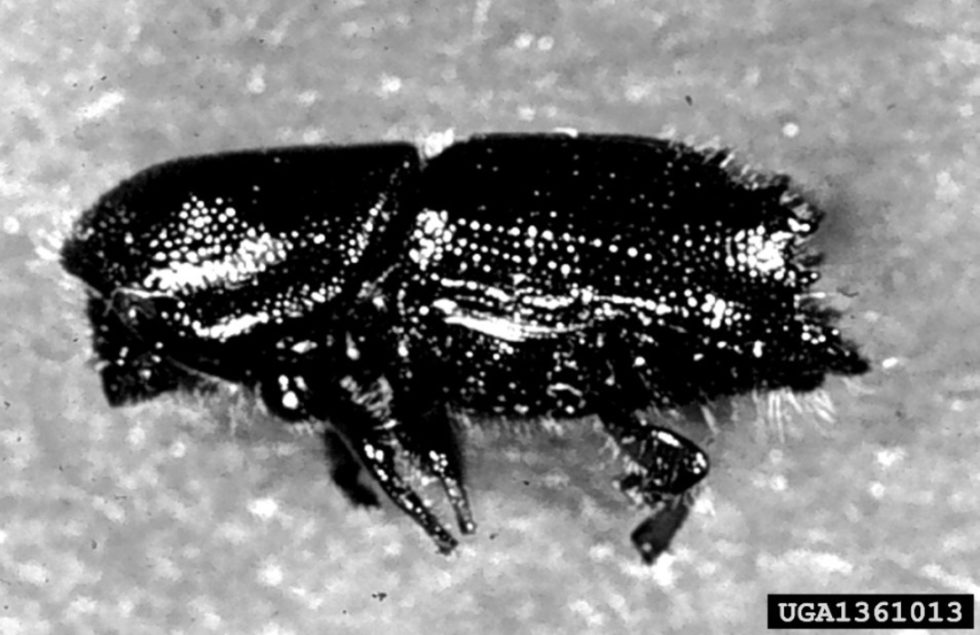 Ips beetles - Agricultural Biology