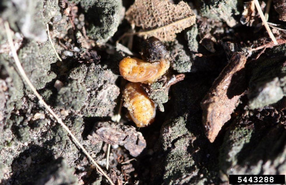 Elm leaf beetle - Agricultural Biology