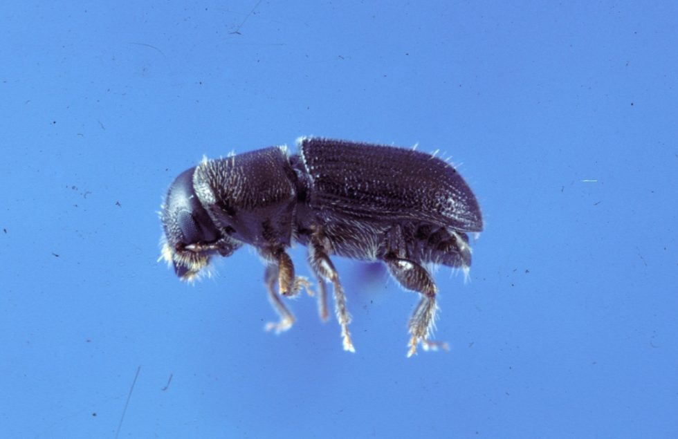 Ips beetles - Agricultural Biology