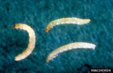Flea beetles - Agricultural Biology