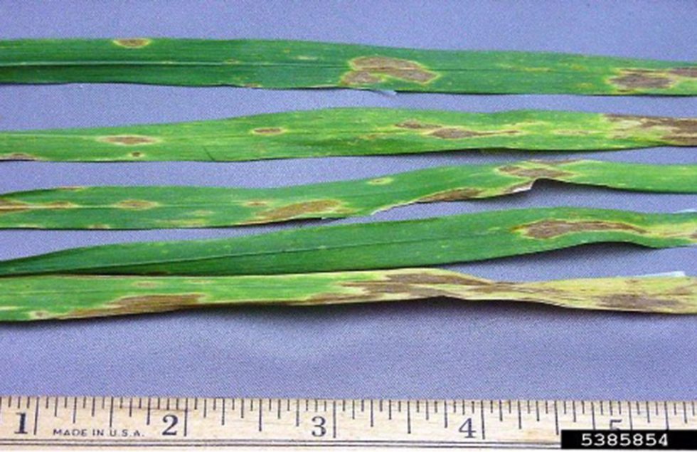 Wheat Disease Newsletter May 23, 2023 - Agricultural Biology