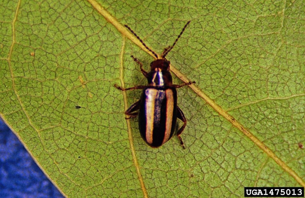 Flea beetles - Agricultural Biology
