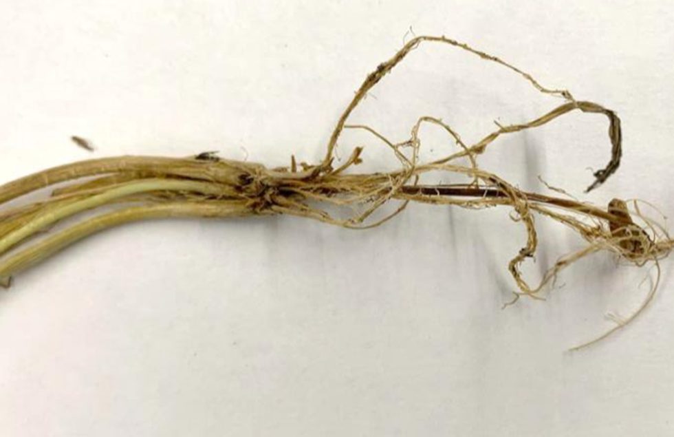 Wheat Disease Newsletter May 9, 2023 - Agricultural Biology