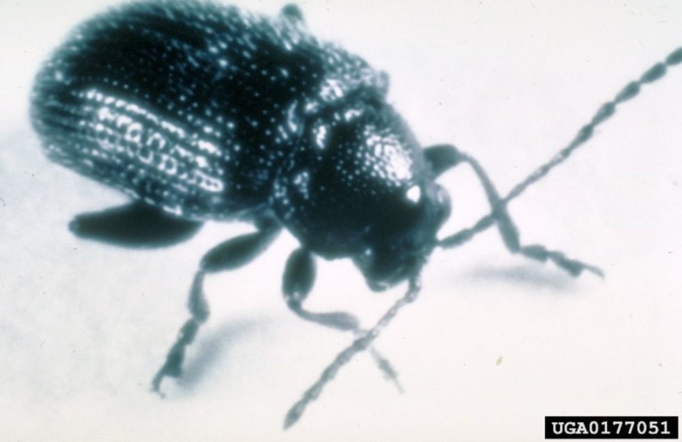 Flea beetles - Agricultural Biology
