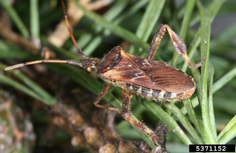 Western conifer-seed bug - Agricultural Biology
