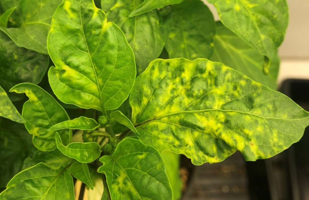 Alfalfa Mosaic Virus AMV Agricultural Biology