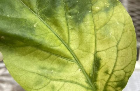 Alfalfa mosaic virus (AMV) - Agricultural Biology