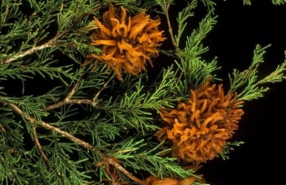 Cedar apple rust or juniper apple rust - Agricultural Biology