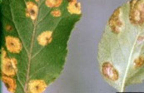 Cedar apple rust or juniper apple rust - Agricultural Biology