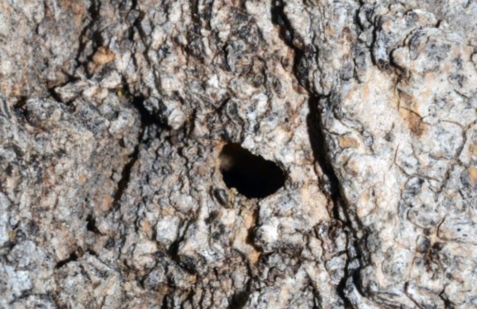 Agrilus difficilis - Agricultural Biology