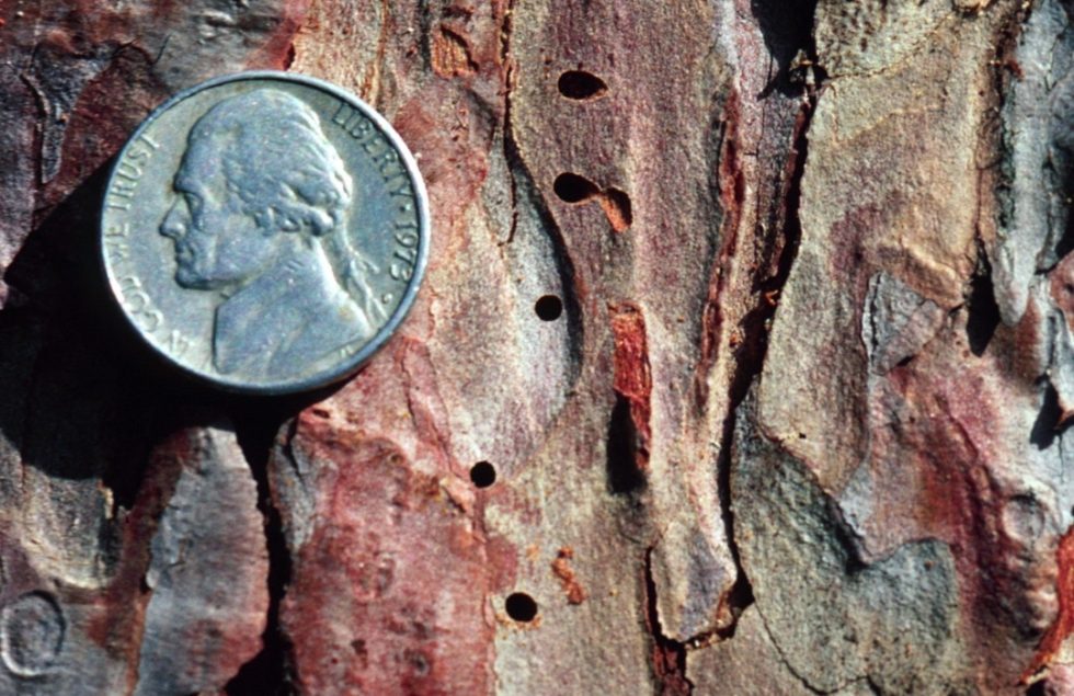 Ips beetles - Agricultural Biology