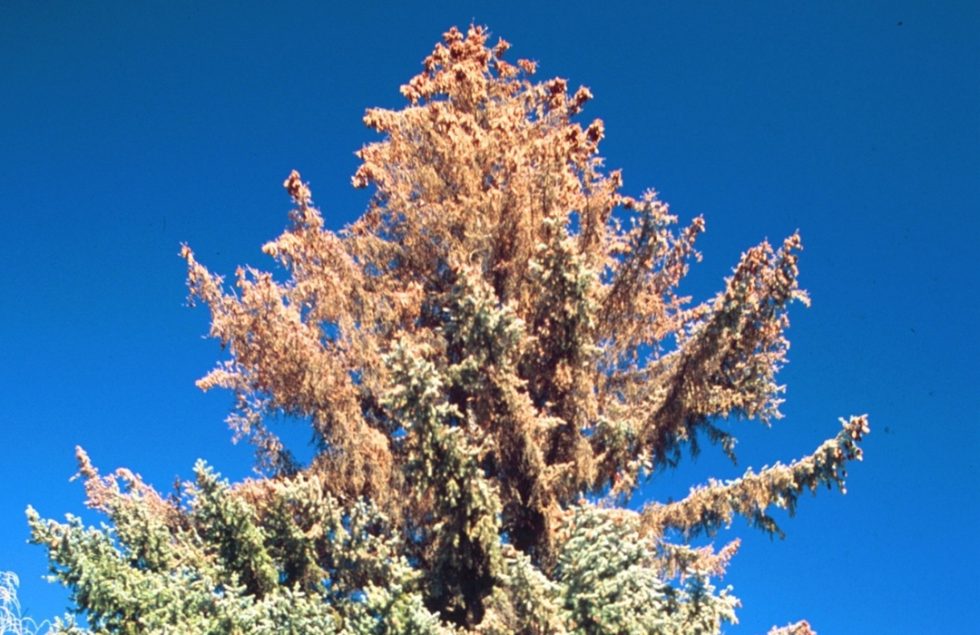 Ips beetles - Agricultural Biology