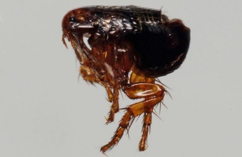 Fleas - Agricultural Biology