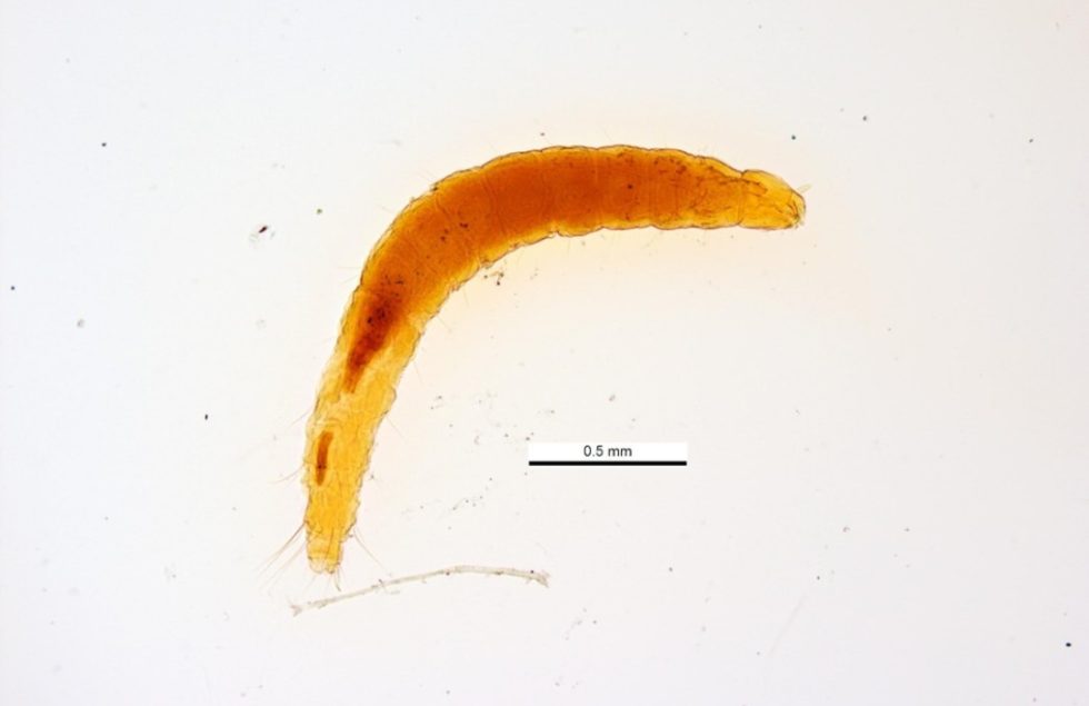 Fleas - Agricultural Biology
