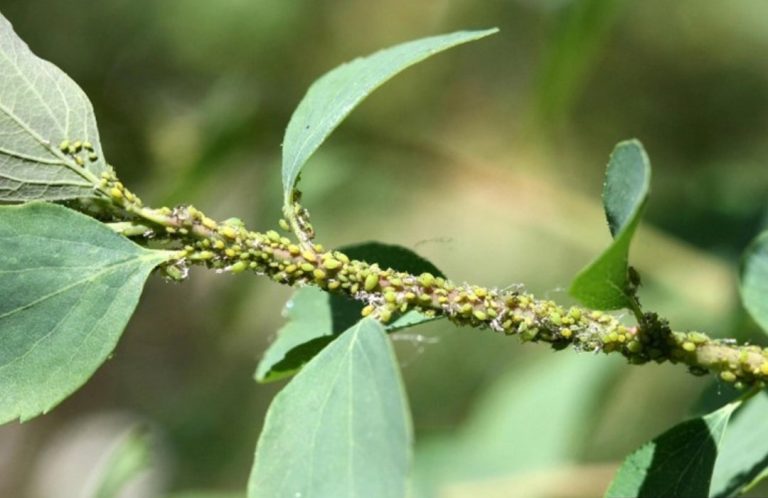 Aphids on shade trees and ornamental plants - Agricultural Biology