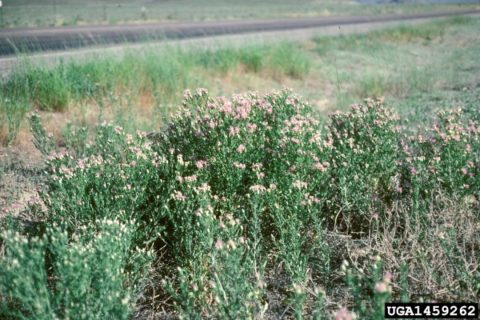 Russian knapweed - Agricultural Biology