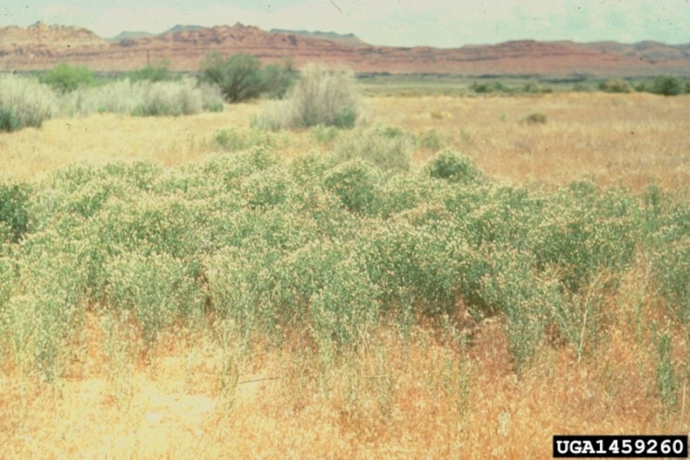 Russian knapweed - Agricultural Biology