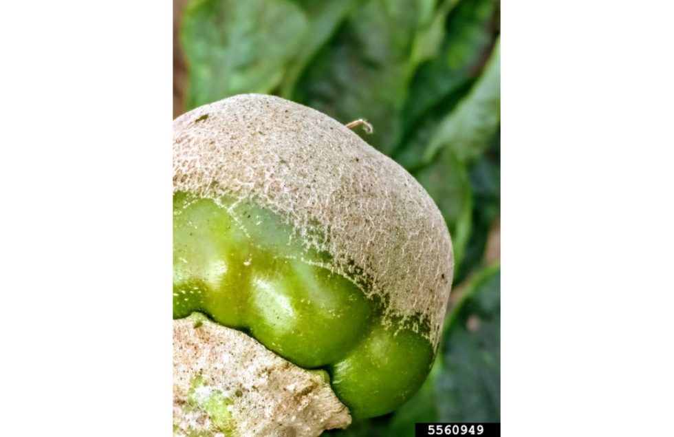 Spider mites - Agricultural Biology