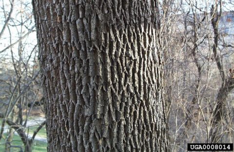 Emerald Ash Borer - Agricultural Biology