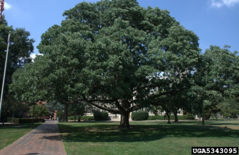Emerald Ash Borer - Agricultural Biology