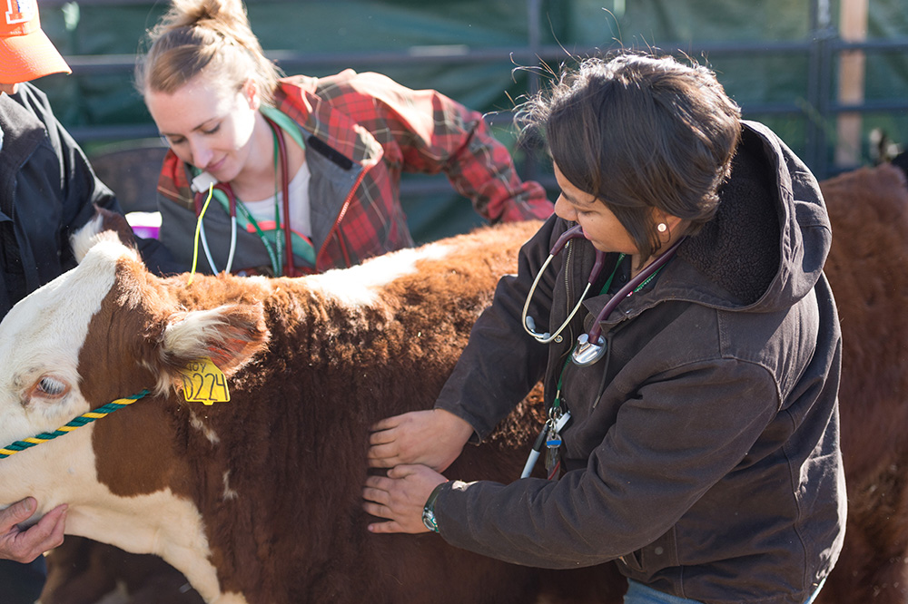 Breeding and Genetics - Animal Sciences