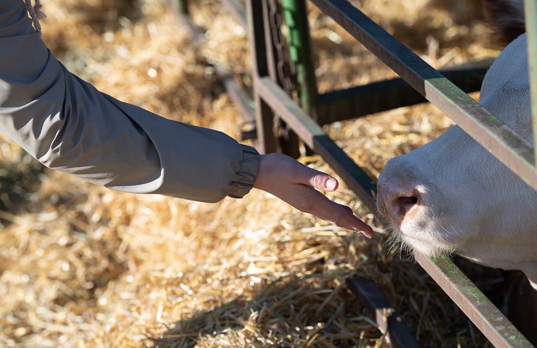 Livestock Behavior and Welfare - Animal Sciences