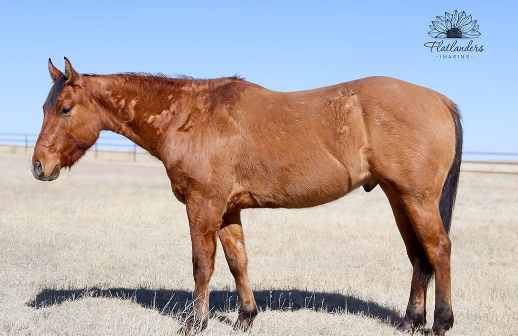 Legends of Ranching Performance Horse Sale - Animal Sciences