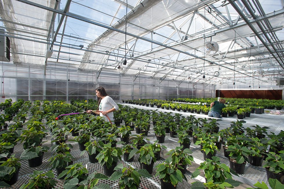 Horticulture Major On-Campus and Online - College of Agricultural Sciences